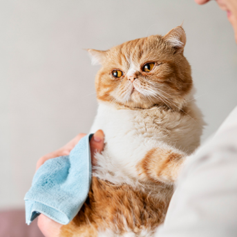 Consejos para mantener a tu gato limpio entre baños