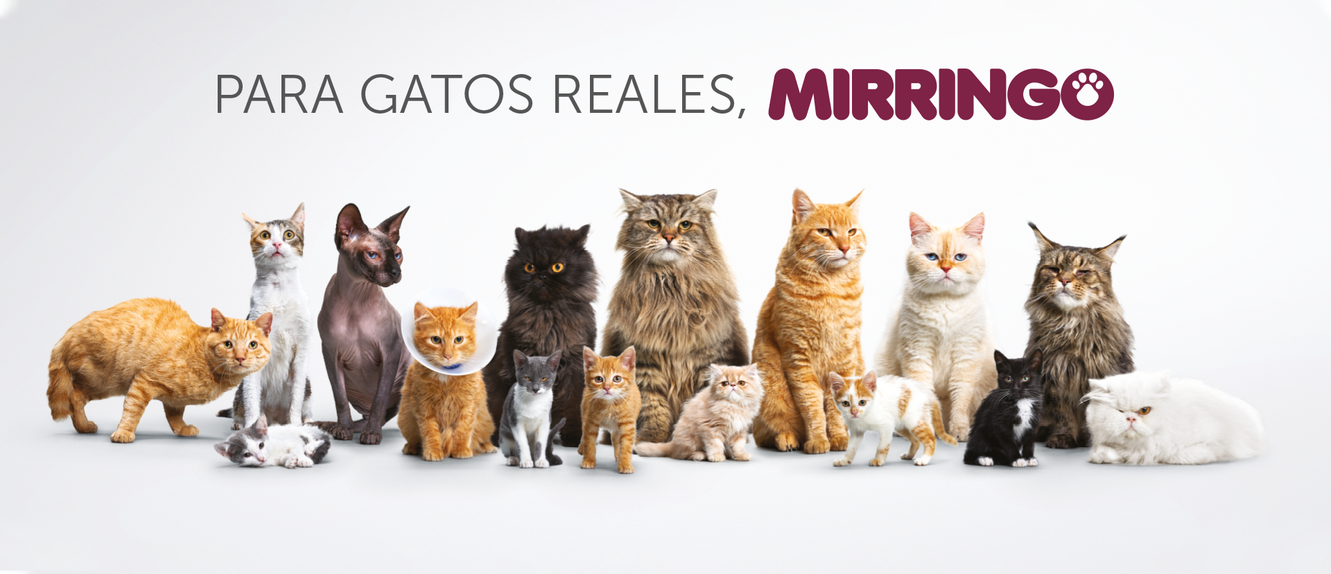 Gatos reales | Actualidad Gatuna | Mirringo