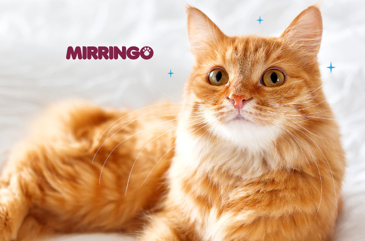 ¿Sabes qué es el SIDA felino? | Efecto Mirringo