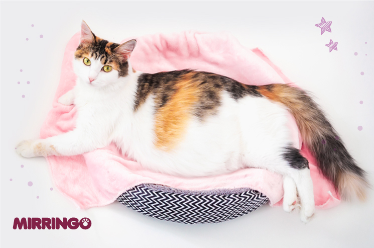 Cómo saber si tu gata está en embarazo | Efecto Mirringo Cómo saber si tu gata está en embarazo | Efecto Mirringo